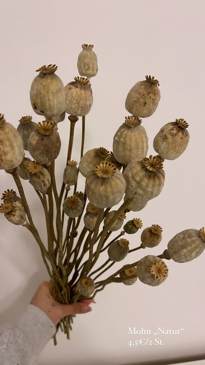 Mohn Natur – HOUSE OF IVY